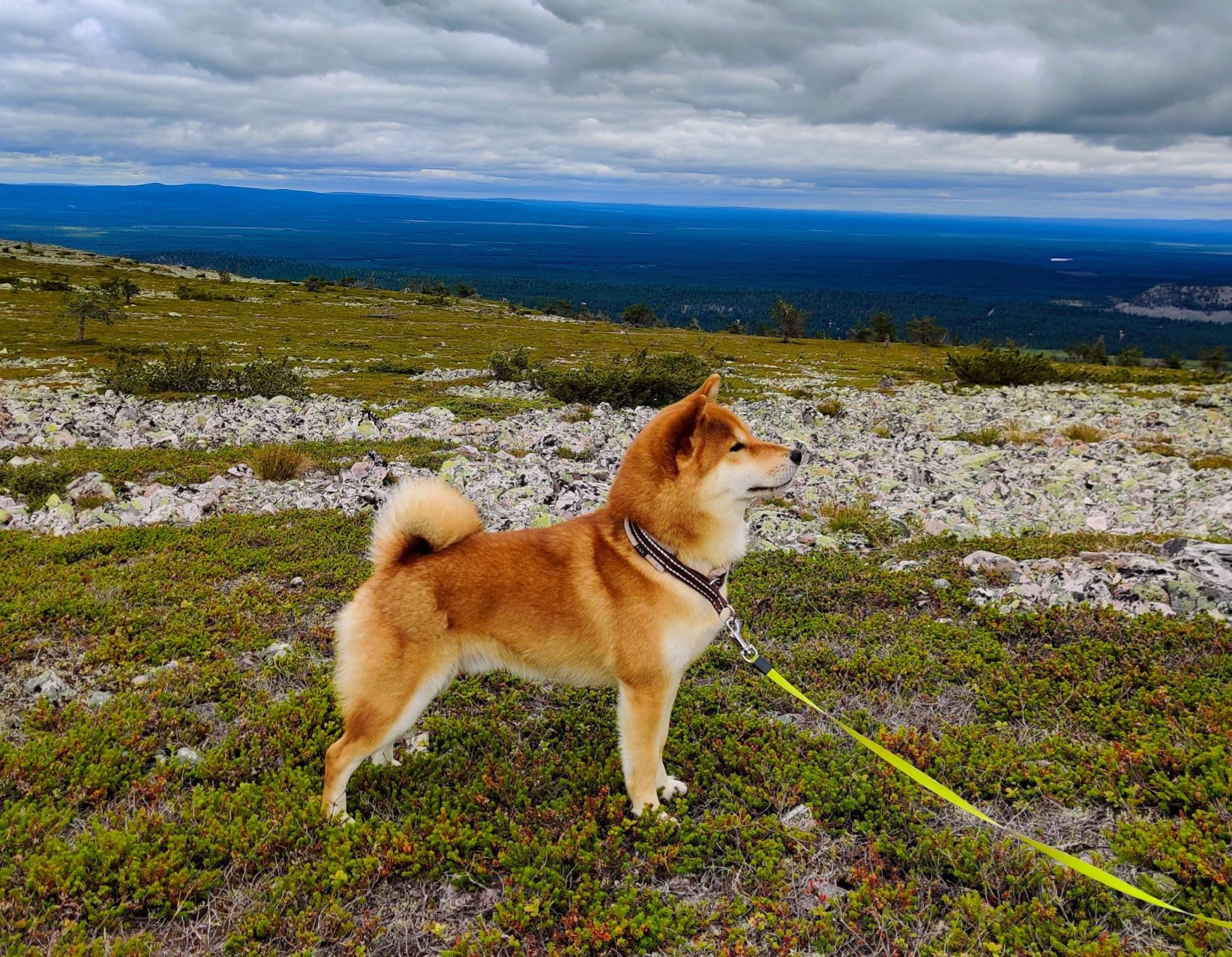 Red Mary’s Amber Shine • Berylline shiba & silkkivinttikoira kennel