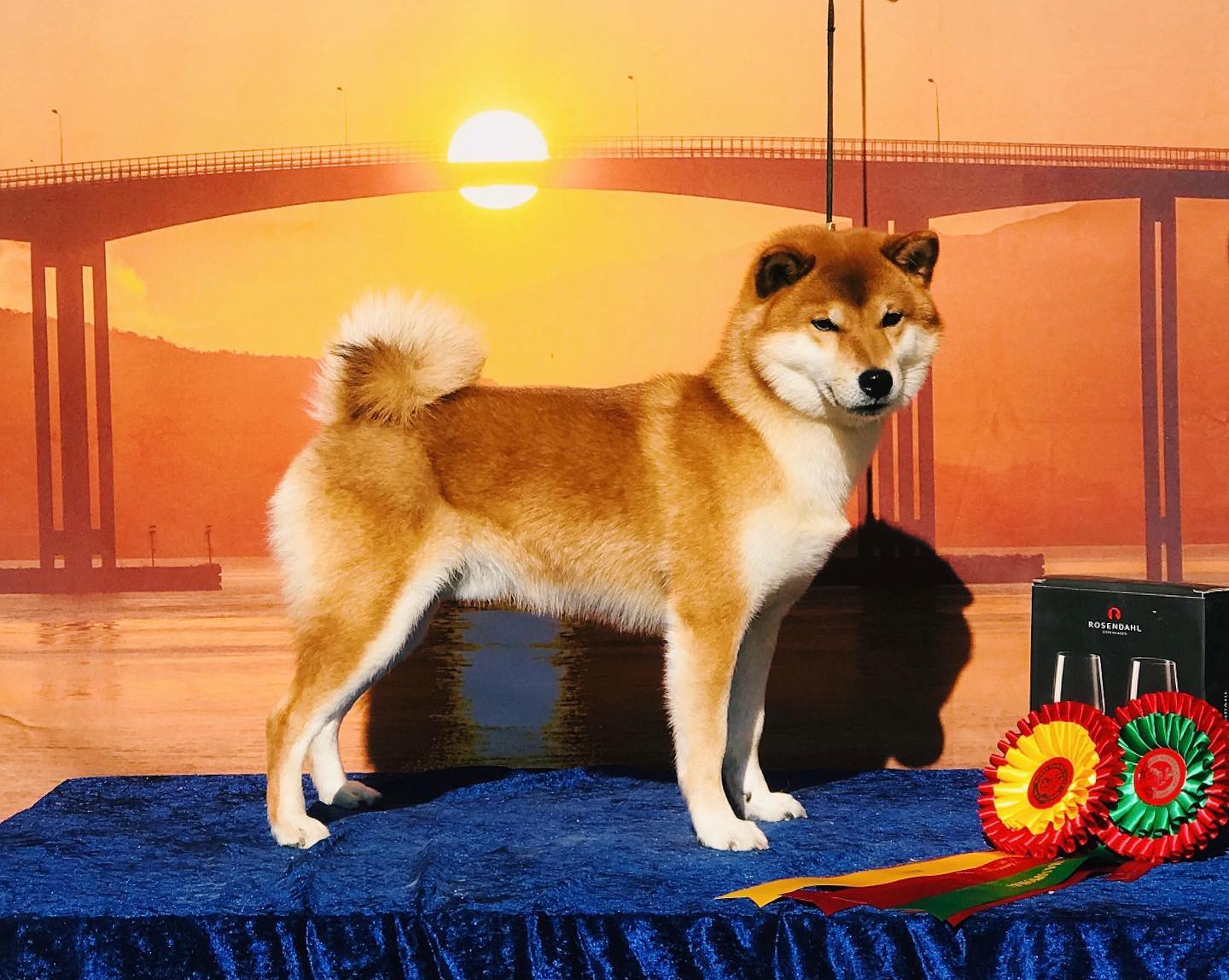 Red Mary’s Amber Shine – Berylline